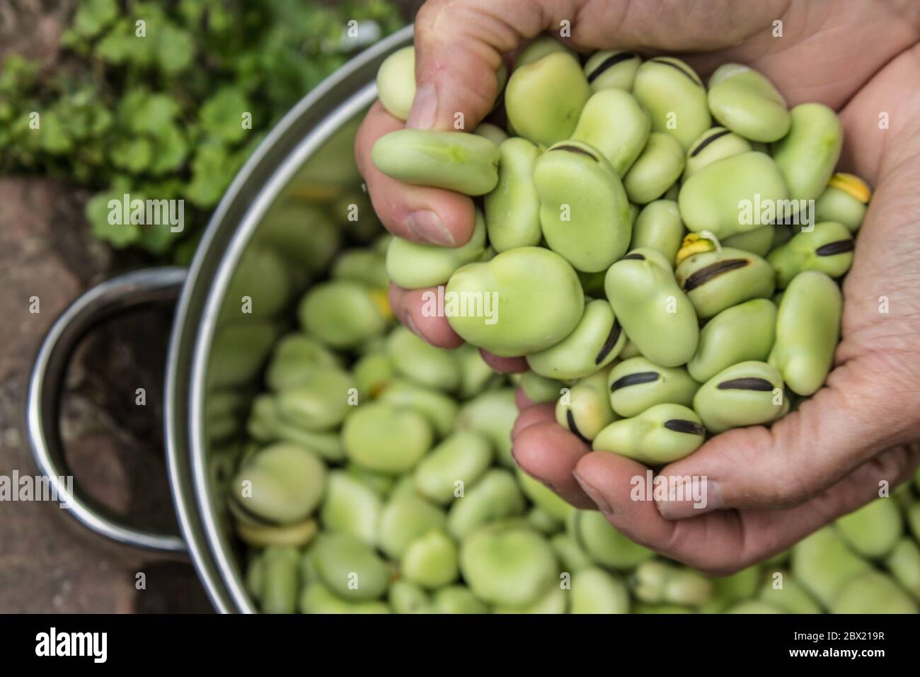 London, UK. 4 June, 2020. Hands cupping a handful of broad beans from ...