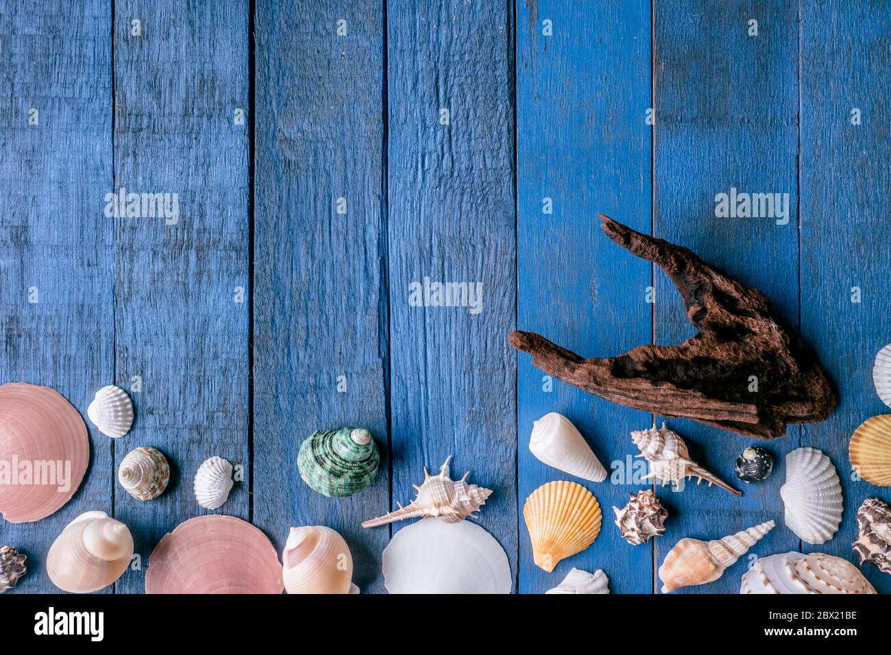 Seashells and timber on blue painted wood plank background with copy ...