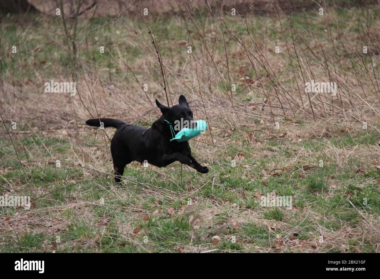 A Black Dog on a Hunt and Retrieve Training Exercise Stock Photo - Alamy