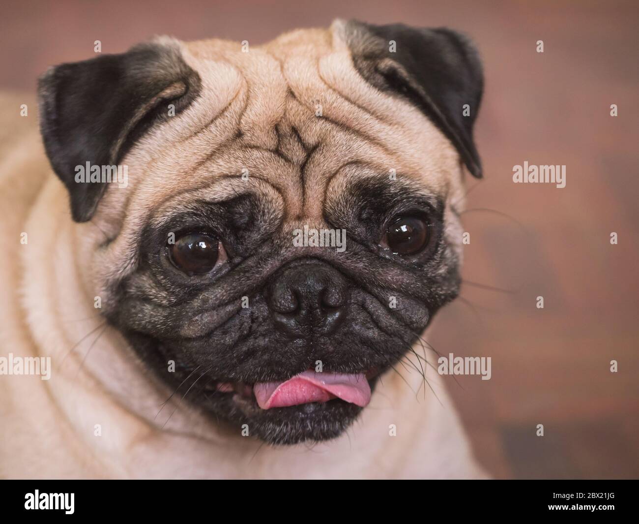 Close up of Adorable pug dog, 3 year old Stock Photo - Alamy