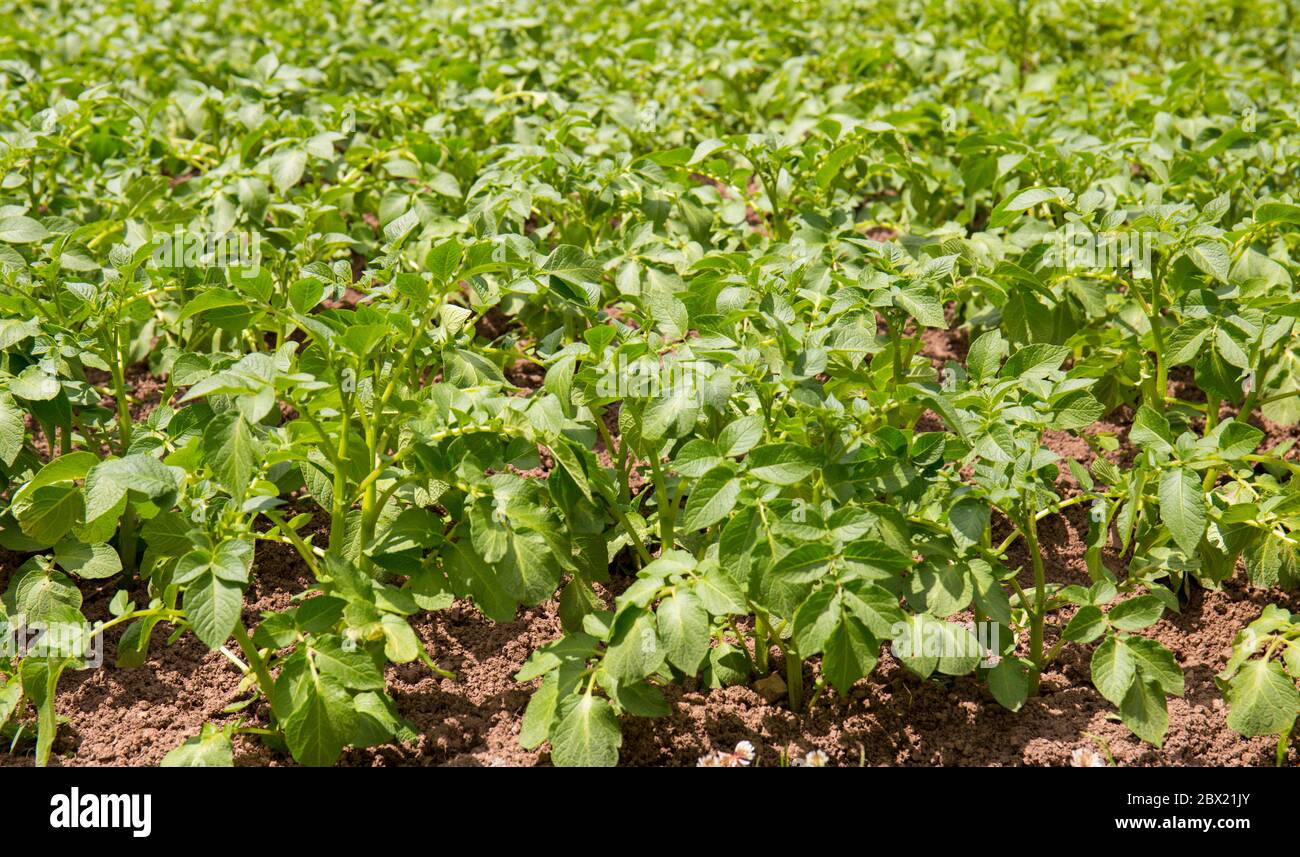 Potato plantations grow in the field. Vegetable rows. Farming, agriculture. Landscape with ...