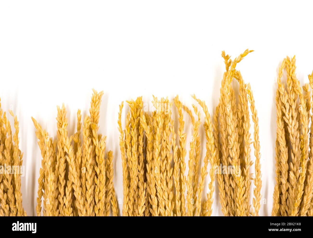 Golden wheat on white hi-res stock photography and images - Alamy