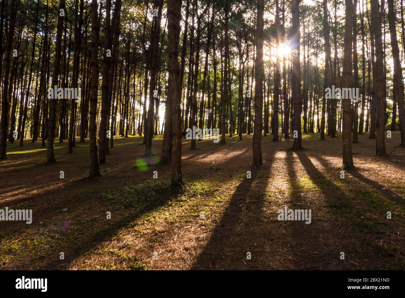 Dark shadows tree trunks hi-res stock photography and images - Alamy