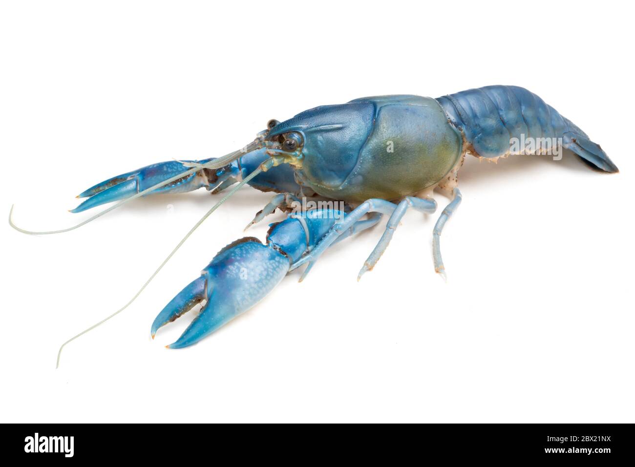 Blue crayfish ( Cherax destructor ) on white background Stock Photo - Alamy