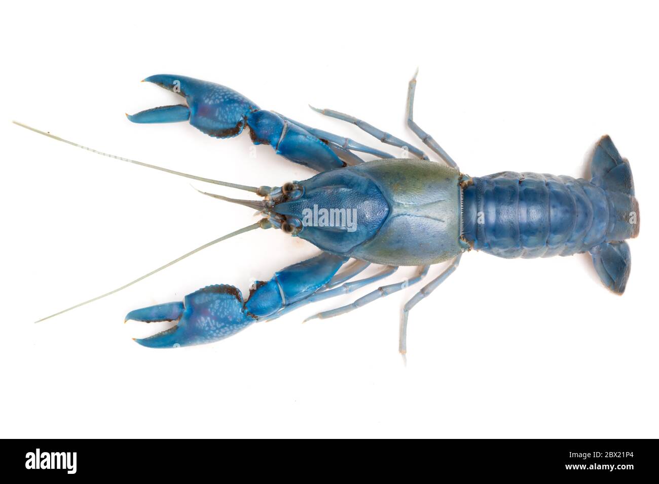 Blue crayfish ( Cherax destructor ) on white background Stock Photo - Alamy
