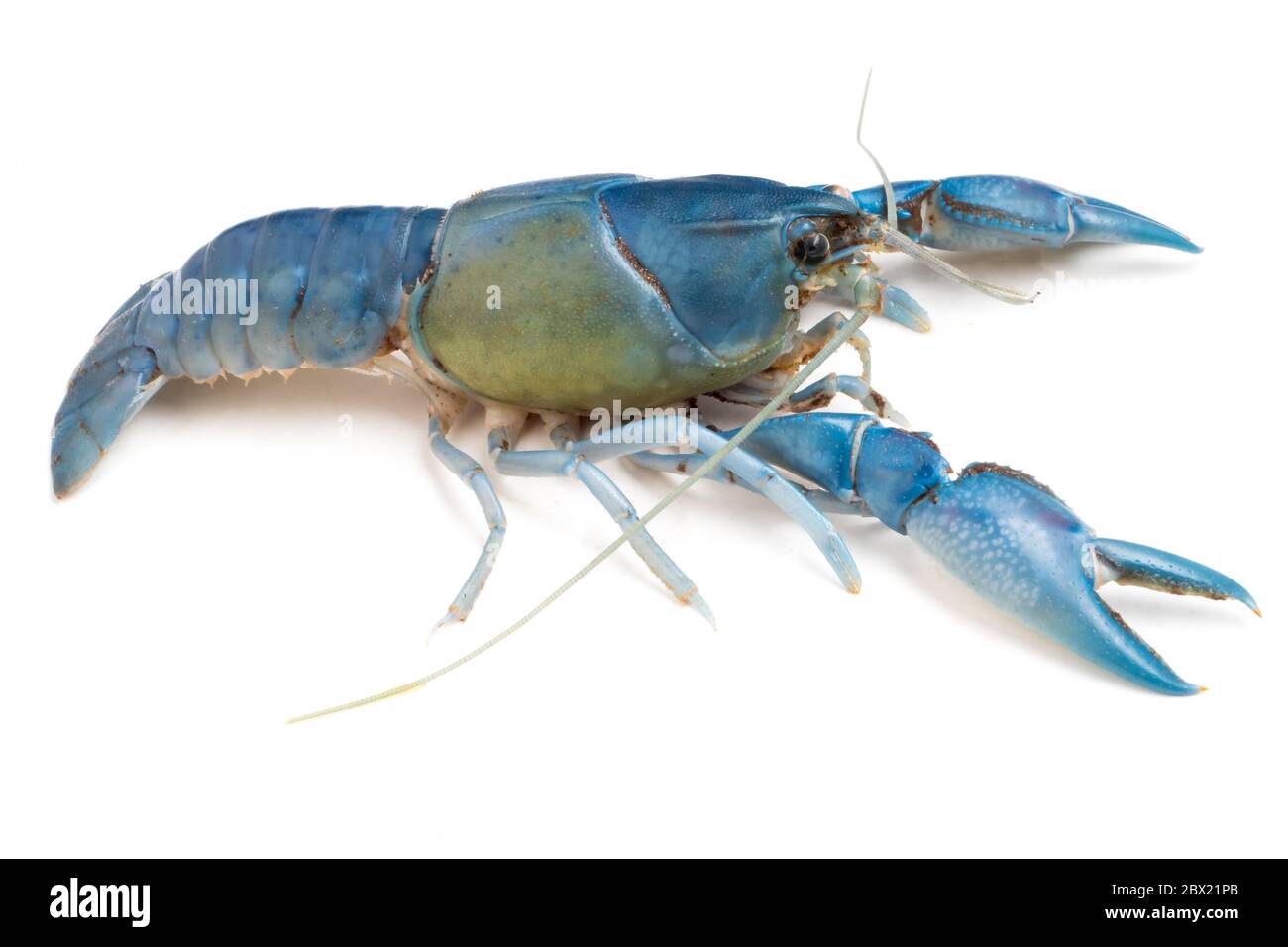 Blue crayfish ( Cherax destructor ) on white background Stock Photo - Alamy