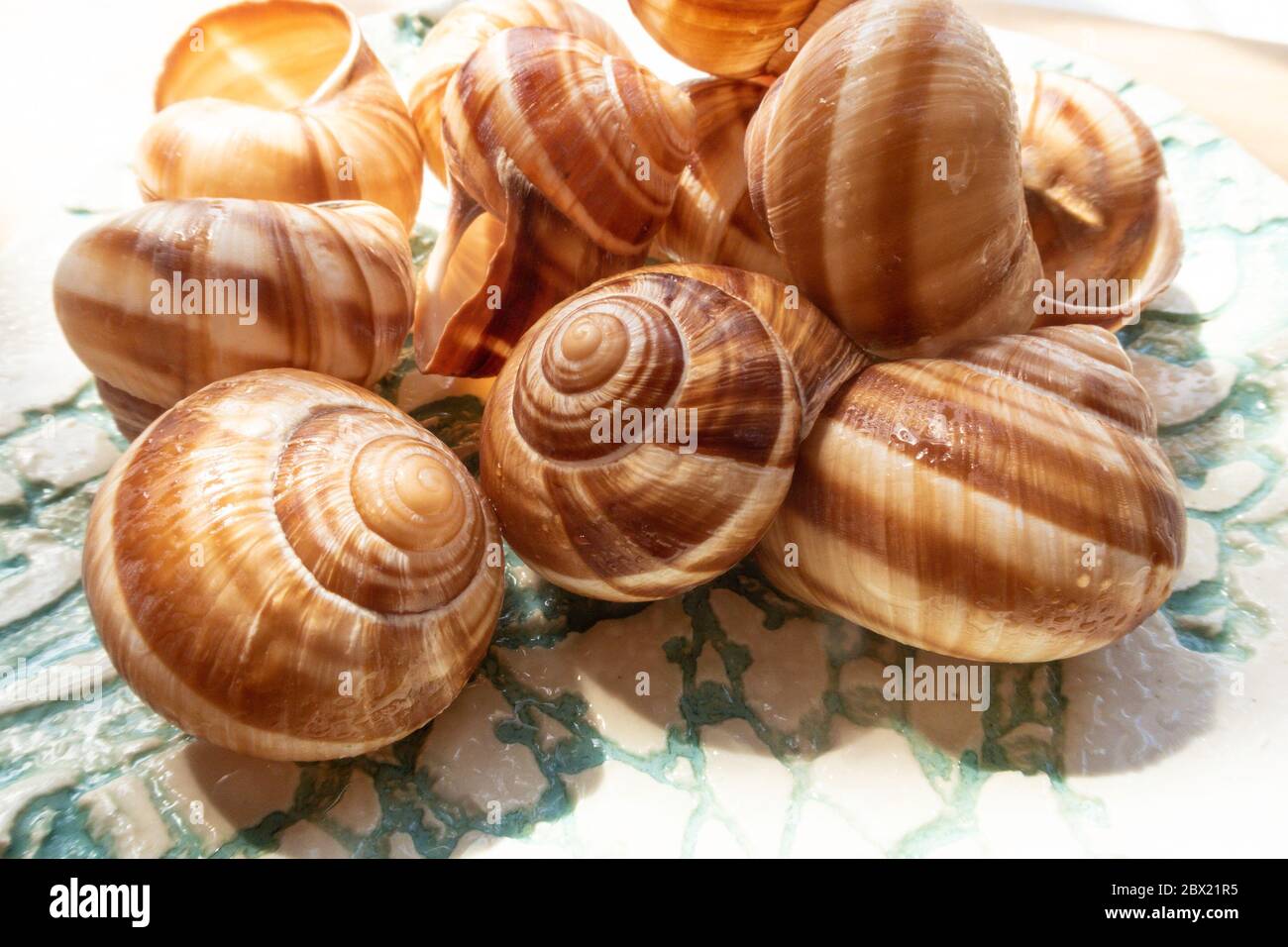 Empty snail shells Stock Photo - Alamy