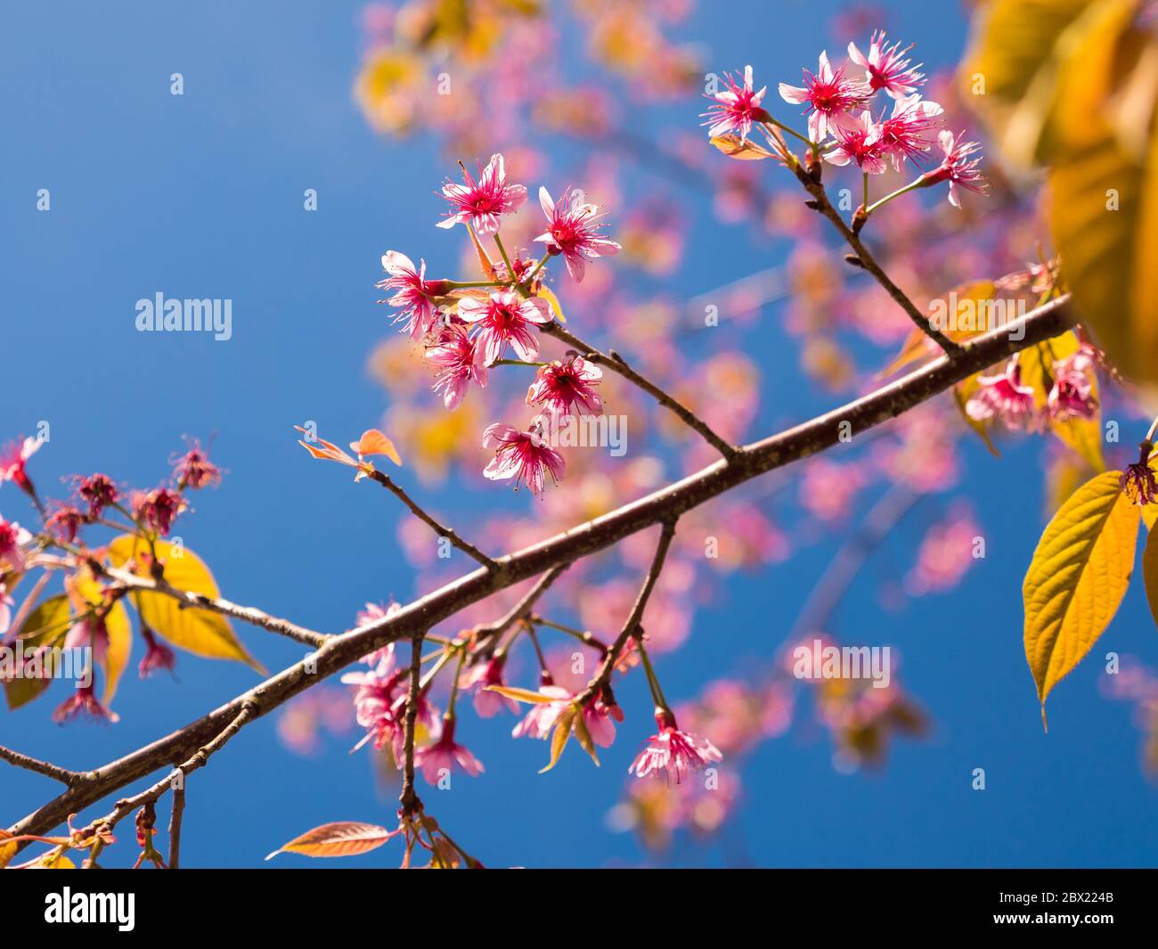 Pink spring flowers with blue sky background Stock Photo - Alamy