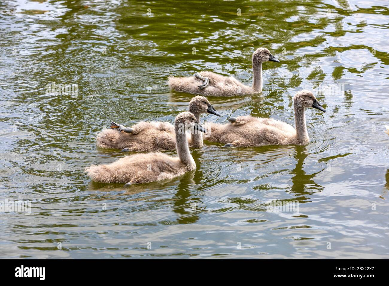 Four swan cygnets taking a swim Stock Photo - Alamy