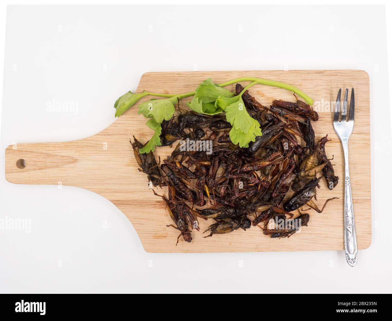 Fried insects. Protein rich food Stock Photo - Alamy