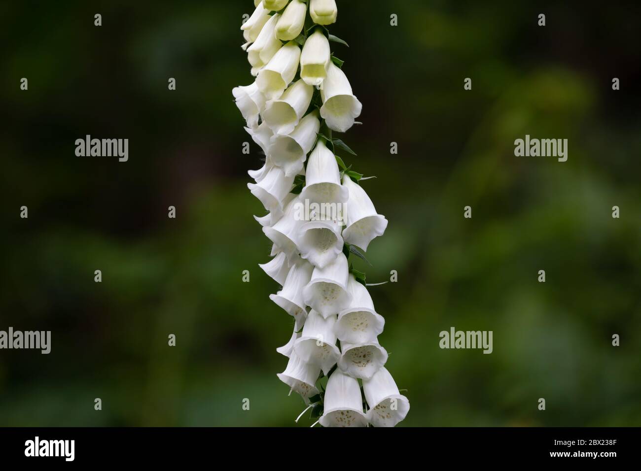 Limpsfield Chart, Surrey,UK, 4th June 2020,A white Foxglove seen during ...