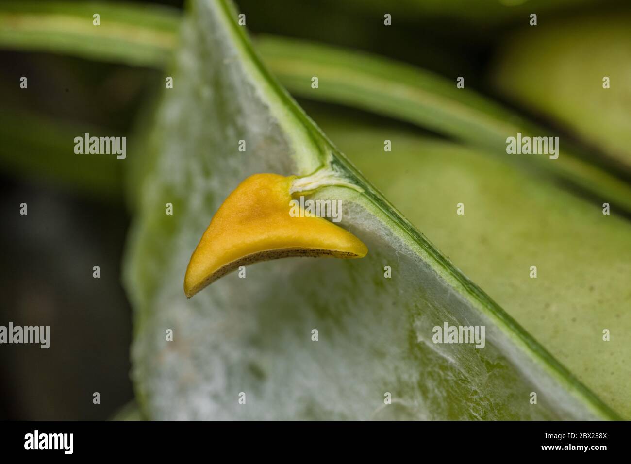 London, UK. 4 June, 2020. The yellow growing tip of a broad bean an ...