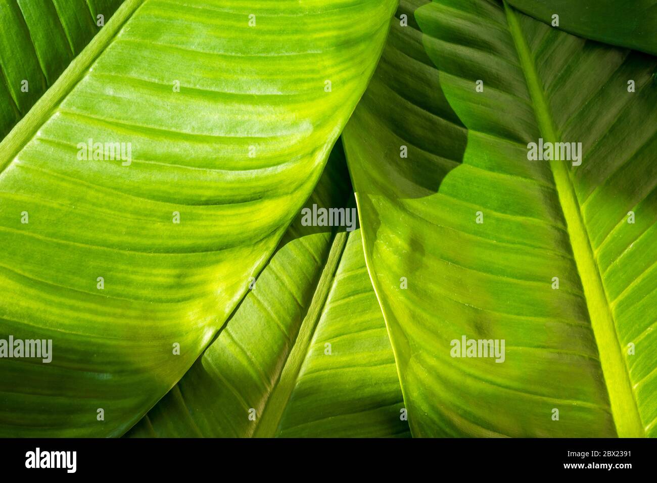 Close up of natural green leaves background, tropical foliage texture ...