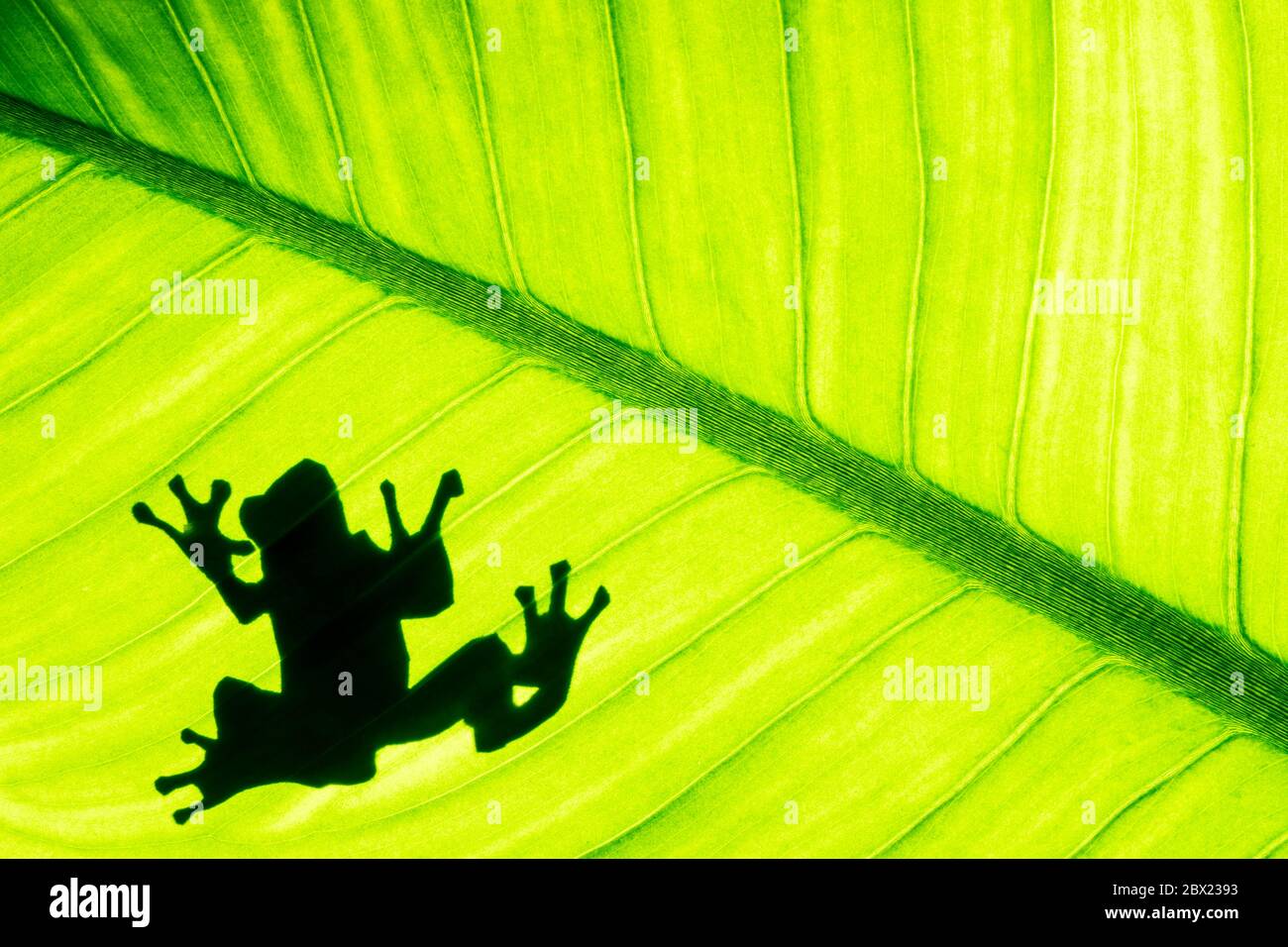 Frog shadow on natural green leaf background, tropical foliage texture ...