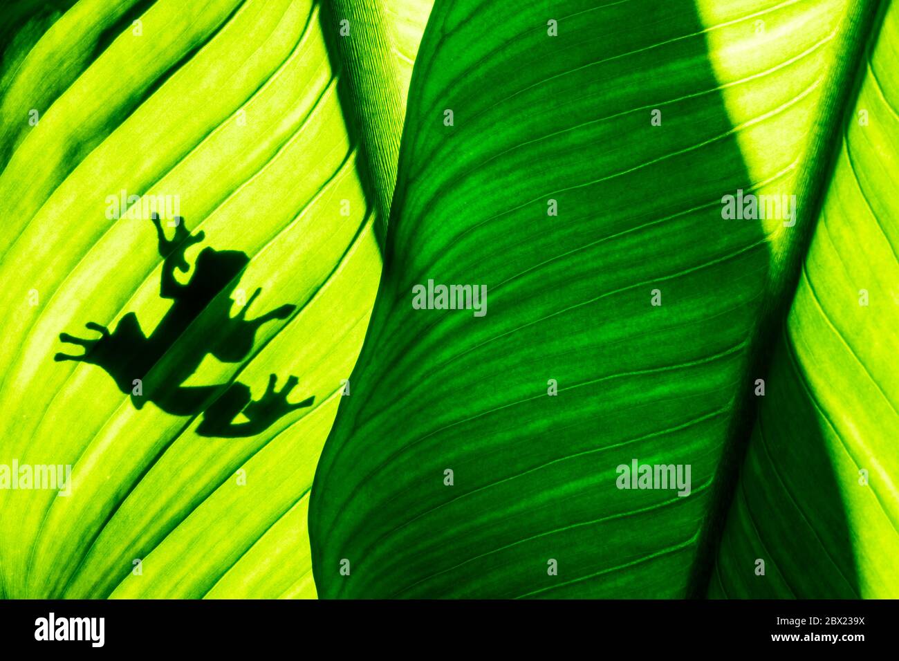 Frog shadow on natural green leaf background, tropical foliage texture ...