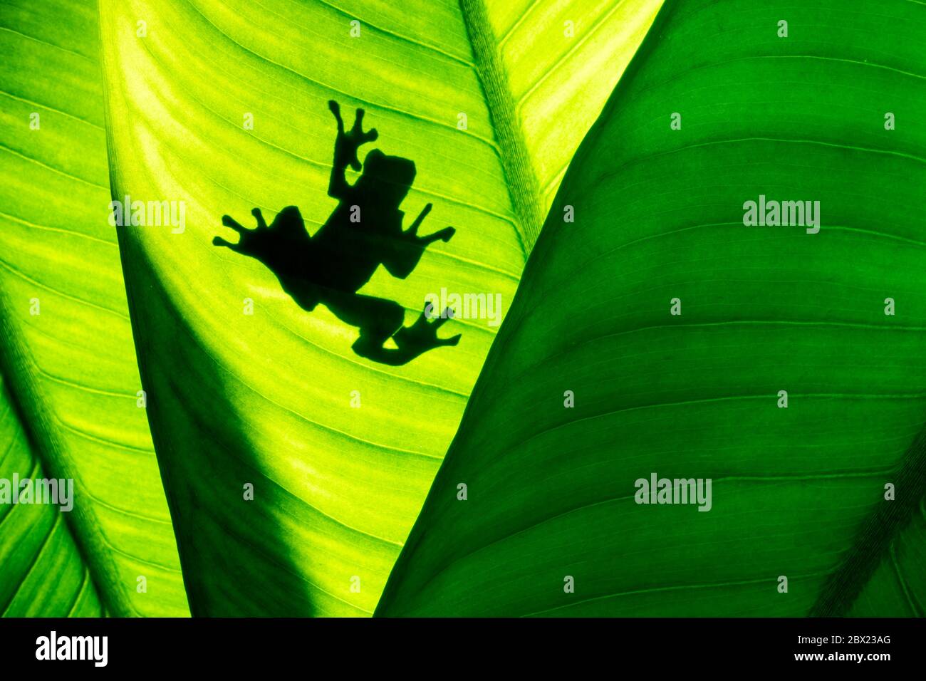 Frog shadow on natural green leaf background, tropical foliage texture ...