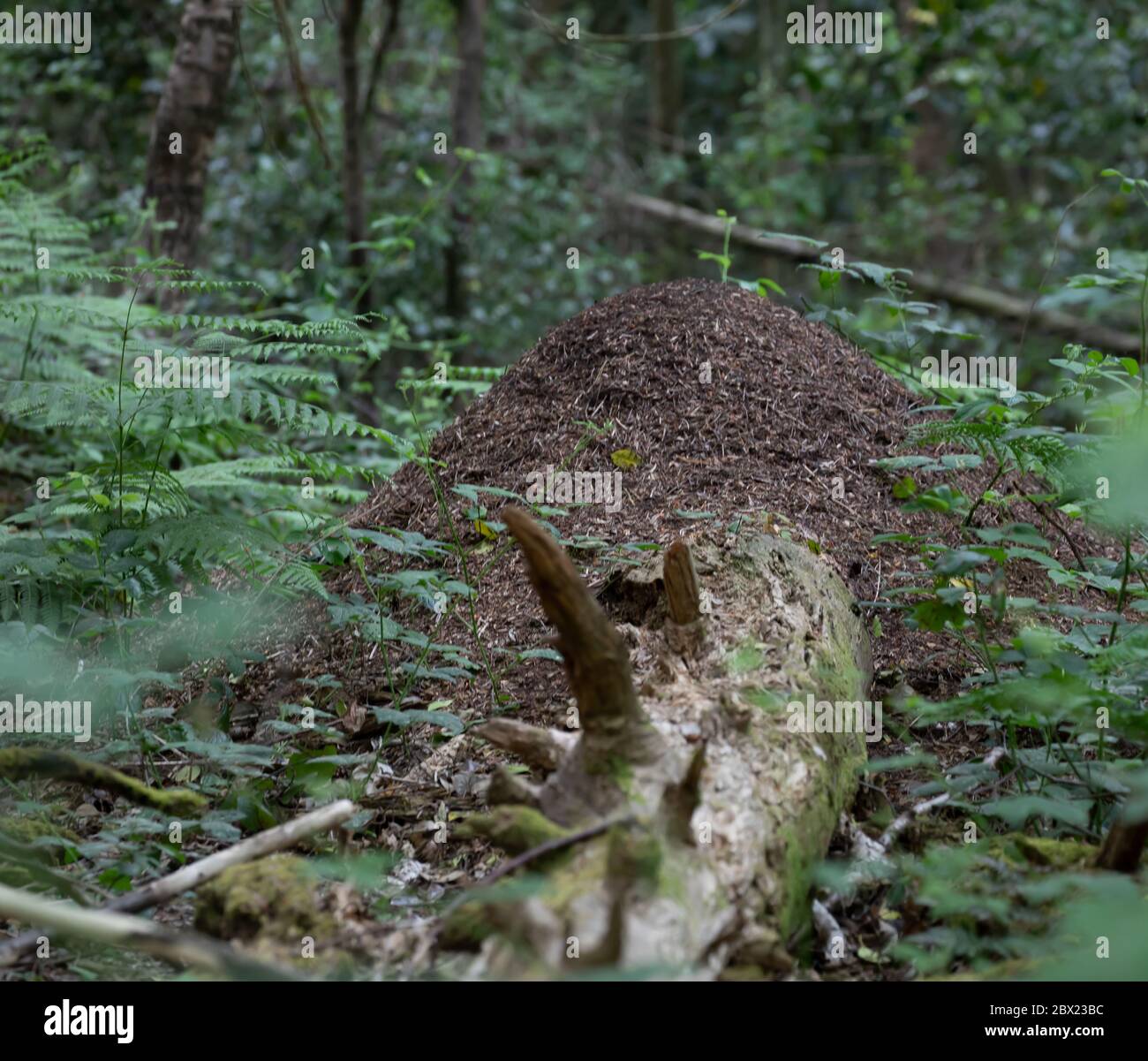 Anthill on a dead tree trunk hi-res stock photography and images - Alamy