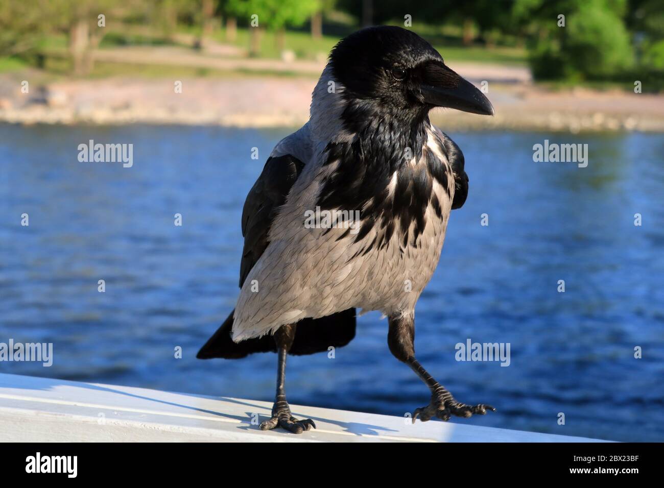 Hooded Crow, Corvus cornix, close up strolling on the wooden railing of ...