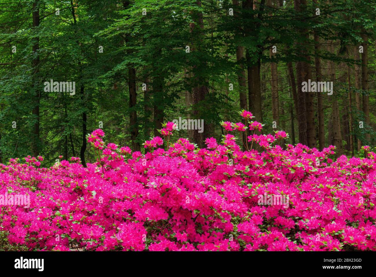 Brdo mountain hi-res stock photography and images - Alamy
