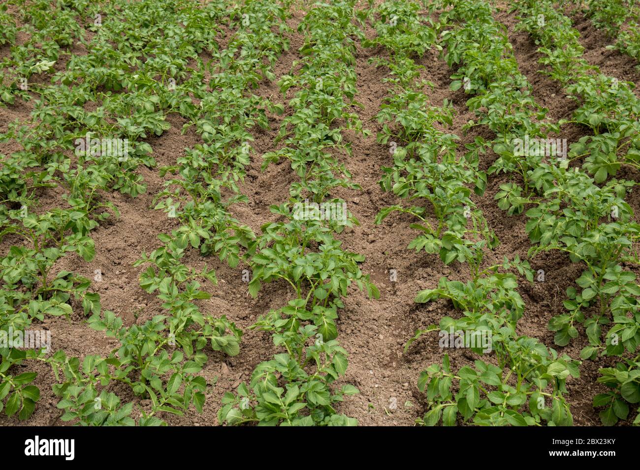 Potato plantations grow in the field. Vegetable rows. Farming, agriculture. Landscape with ...