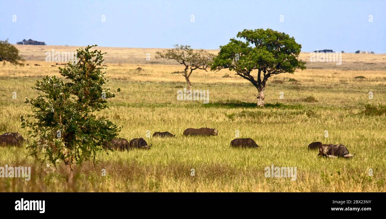 Black Rhinoceros grazing; Diceros bicornis; large mammal; endangered ...