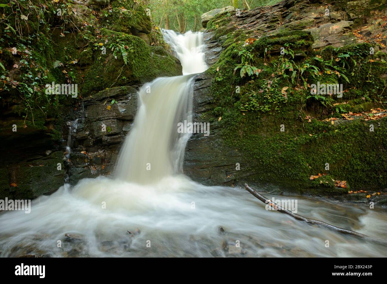 Autumn colours surrounding a waterfall in Stephen's Vale Nature Reserve ...