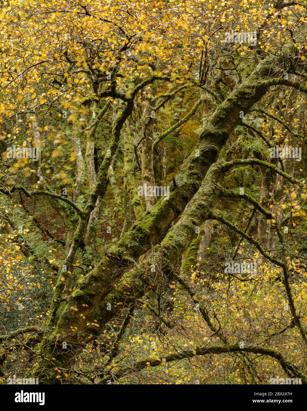 A colourful mixture of tree branches and leaves in Horner Wood, Exmoor ...