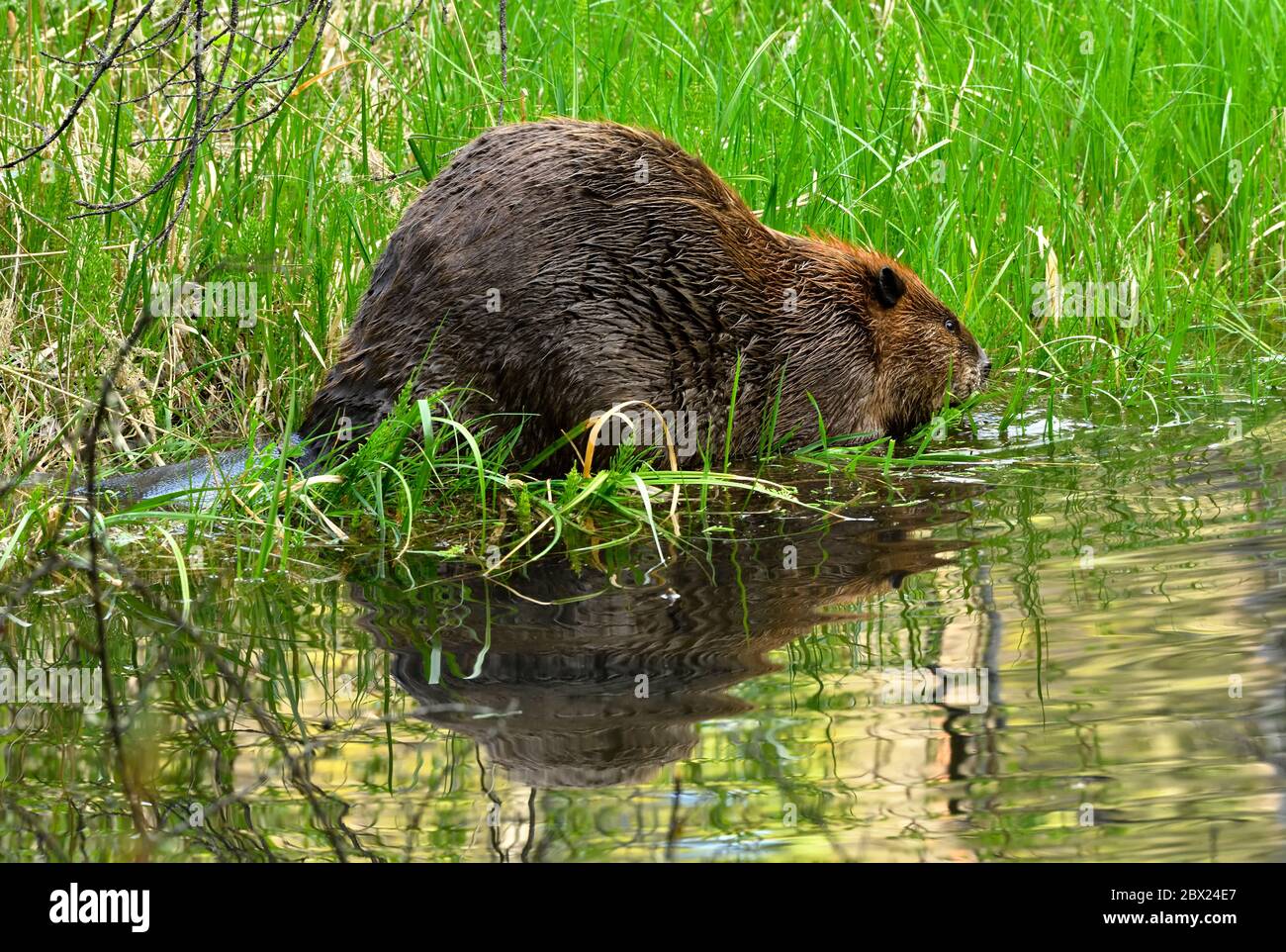 A side view of an adult Canadian beaver ,Castor canadensis, eating ...