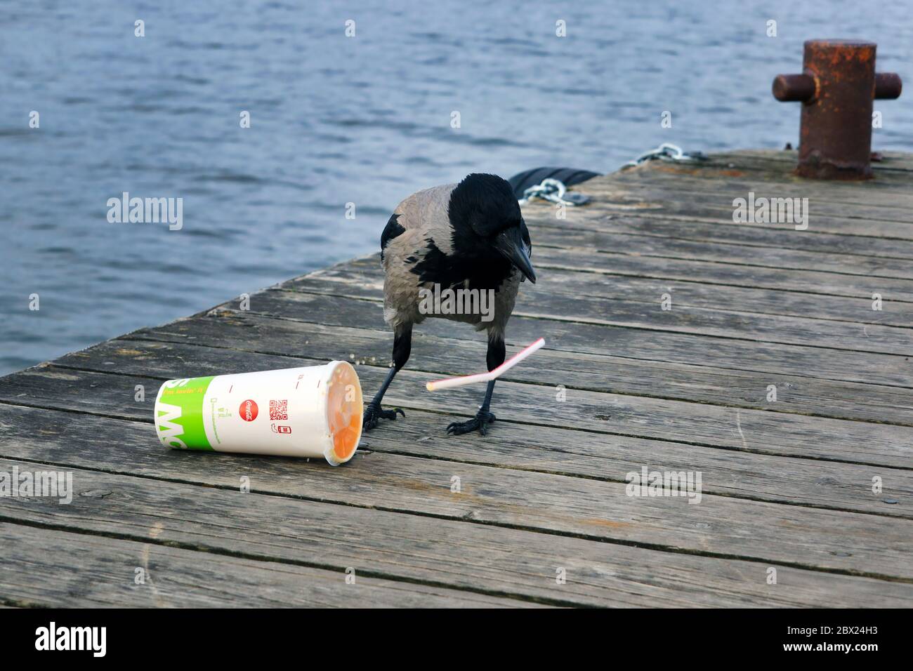 Hooded crow, corvus cornix, removes the plastic straw from McDonalds ...