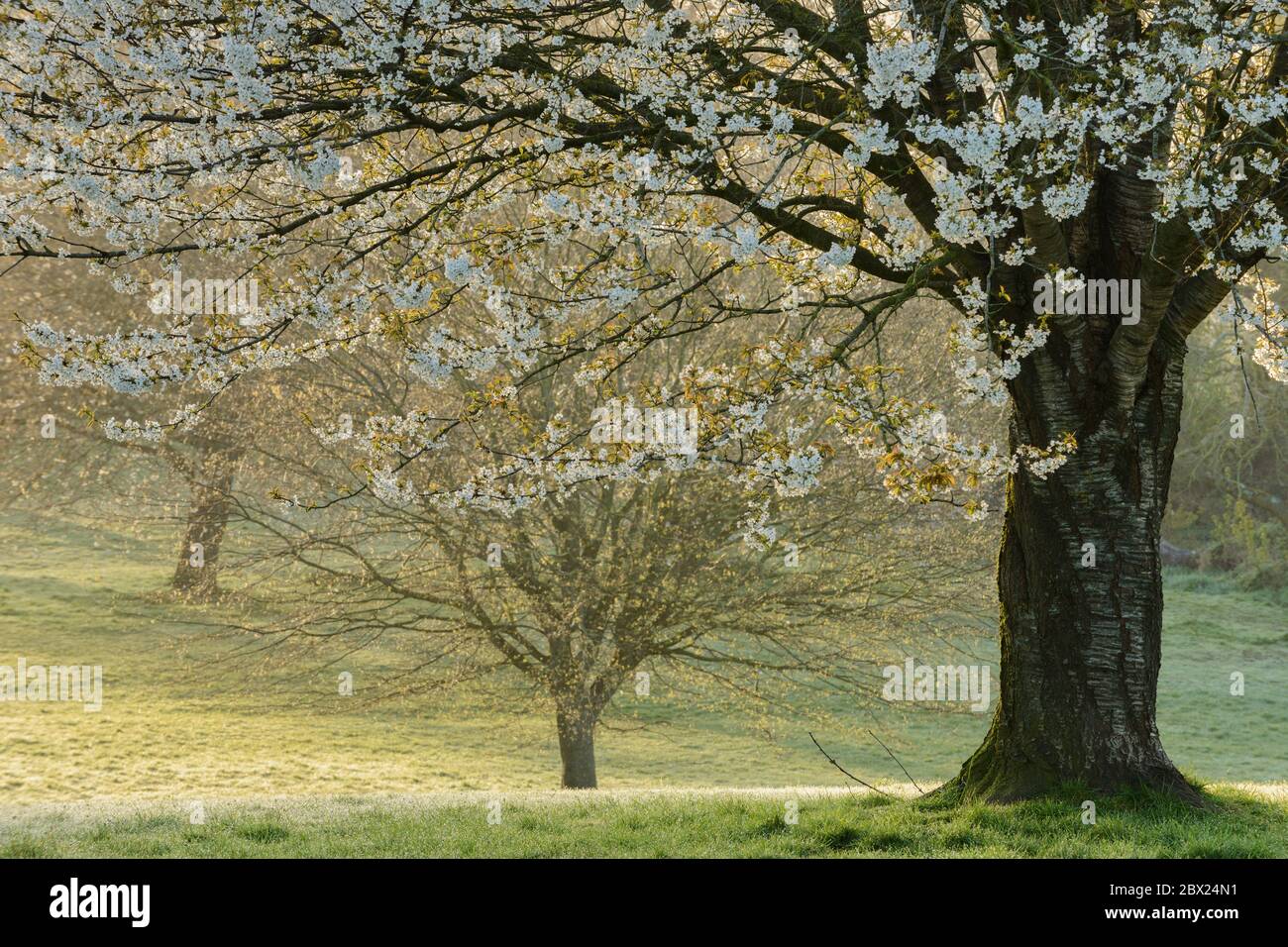 Cherry trees britain hi-res stock photography and images - Alamy