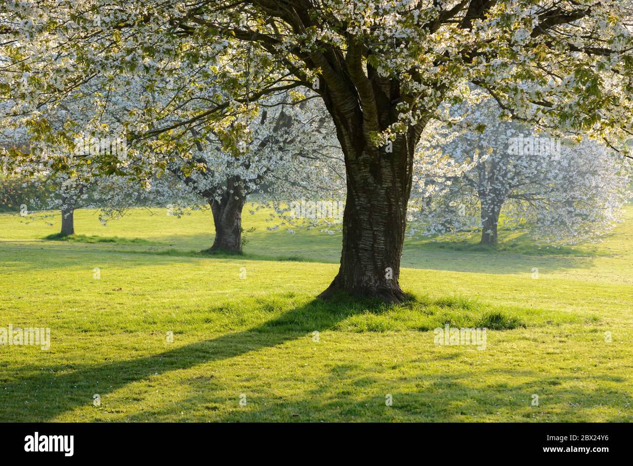 A group of four blossoming Wild Cherry trees (Prunus avium) in parkland ...