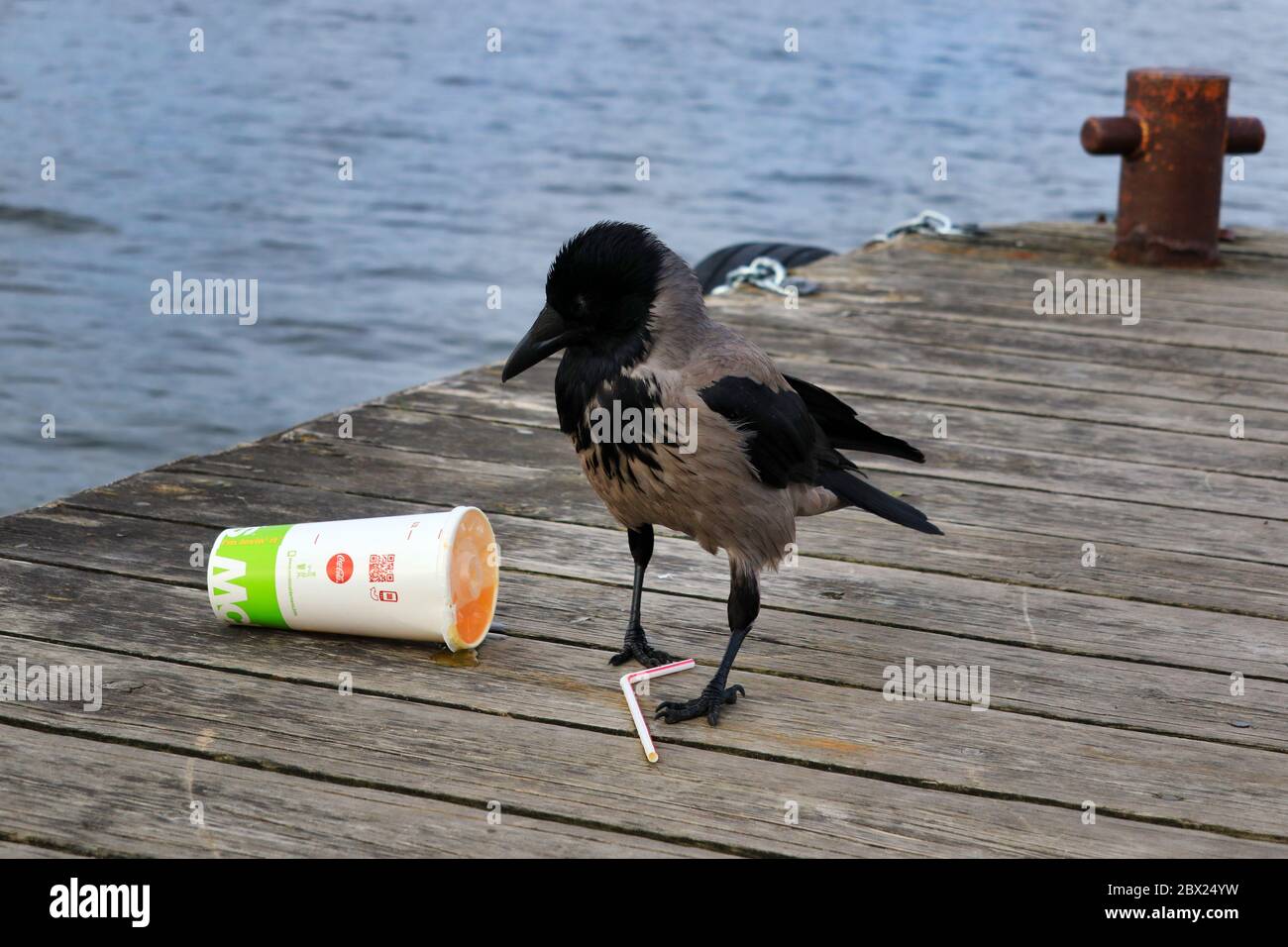 Hooded crow, corvus cornix, re-evaluates McDonalds soft drink container ...