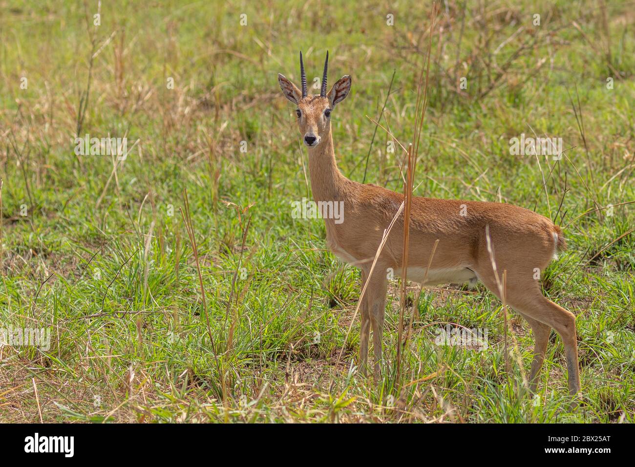Male Oribi (Ourebia ourebi) in the grasslands of Murchison Falls ...