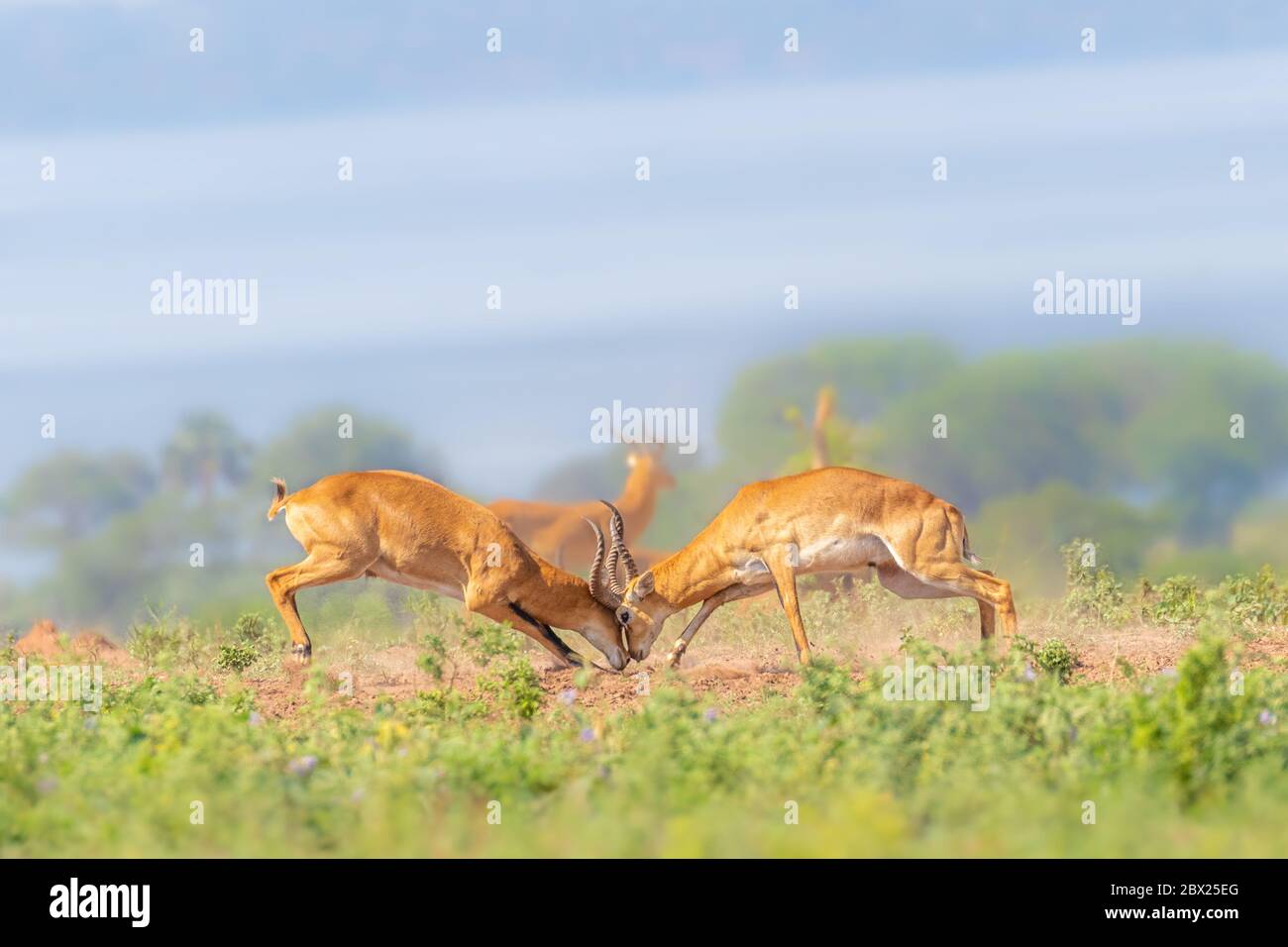 Two male Ugandan Kob ( Kobus kob thomasi) fighting, Murchison Falls ...