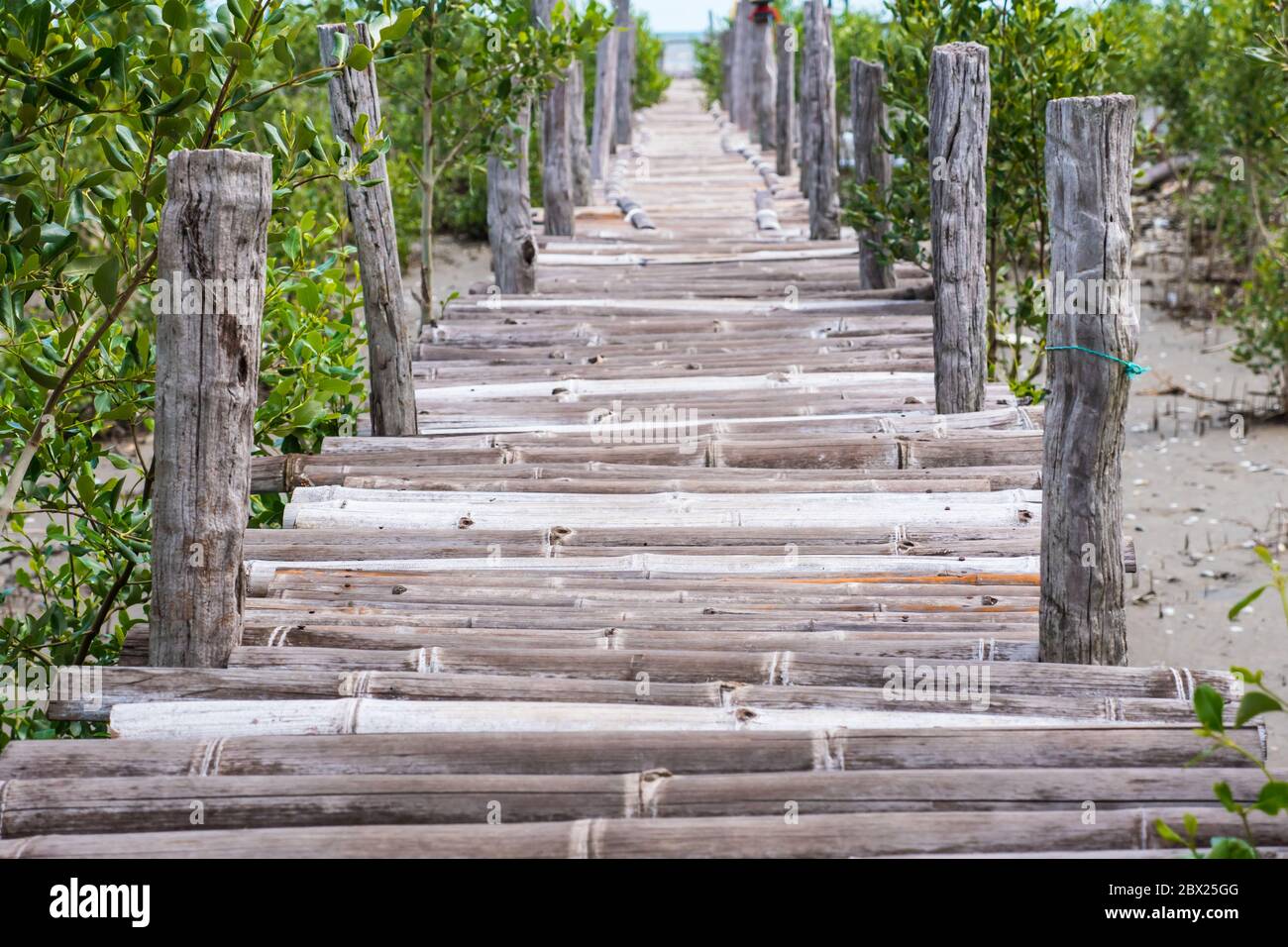 Mangrove tree study hi-res stock photography and images - Alamy