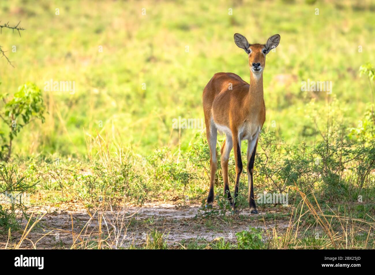 A female kob (Kobus kob), Murchison Falls National Park, Uganda Stock ...