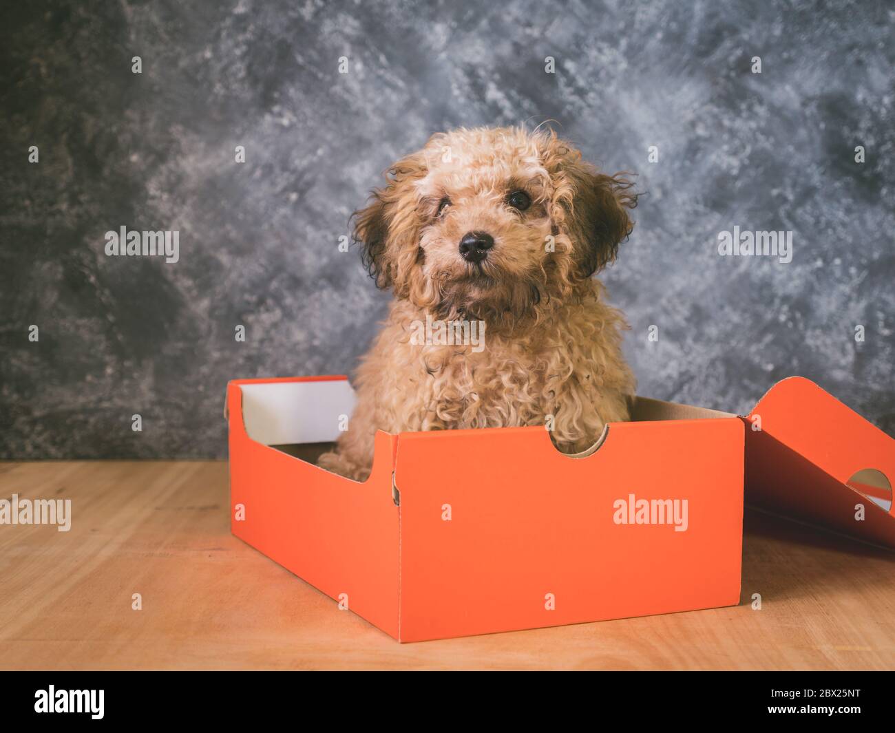 Toy poodle puppy in box hi-res stock photography and images - Alamy