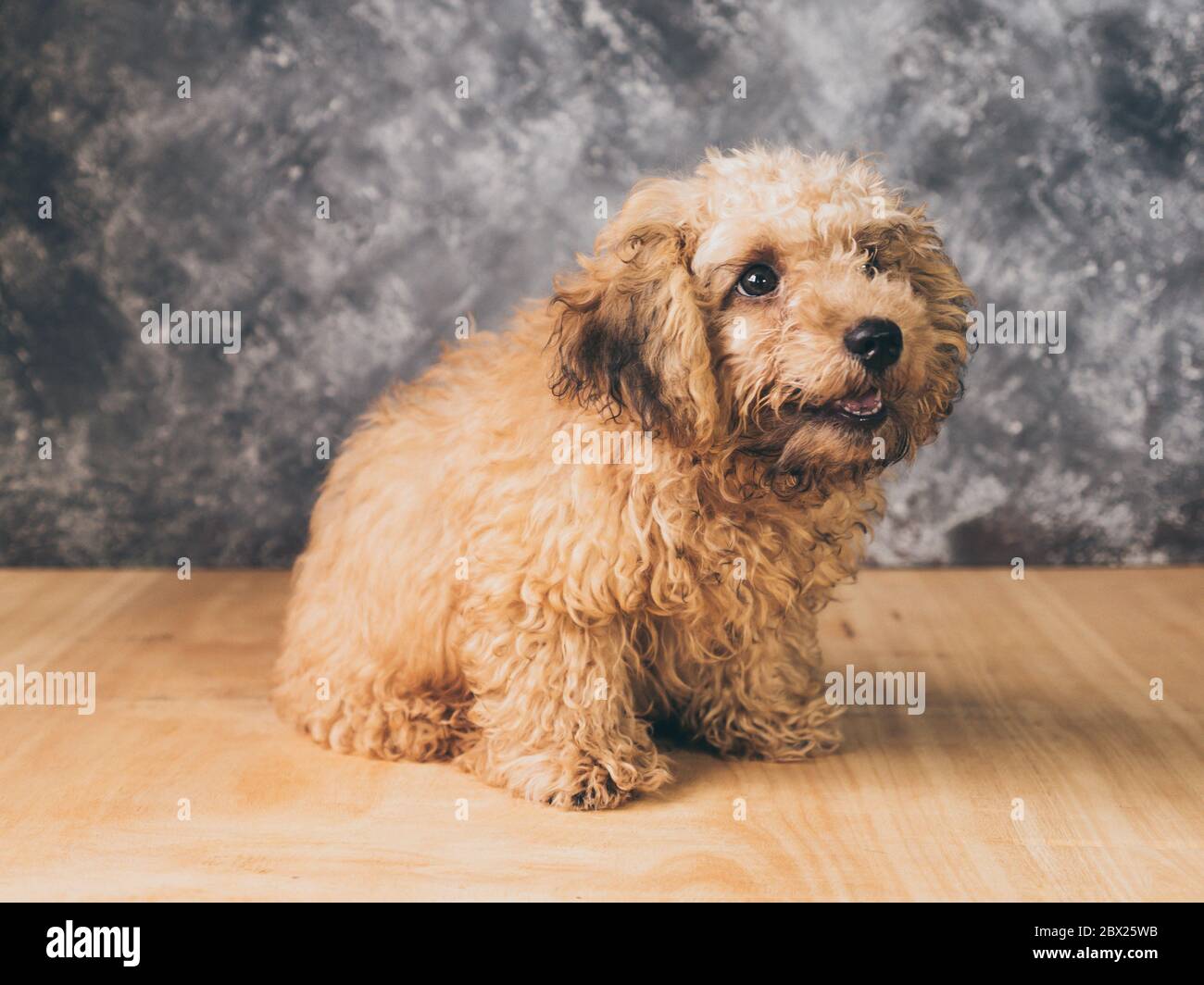 Small poodle hi-res stock photography and images - Alamy