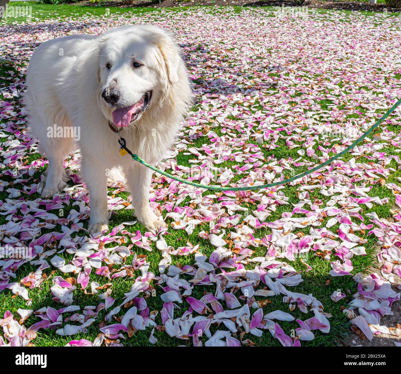 White great pyrenees hi-res stock photography and images - Alamy