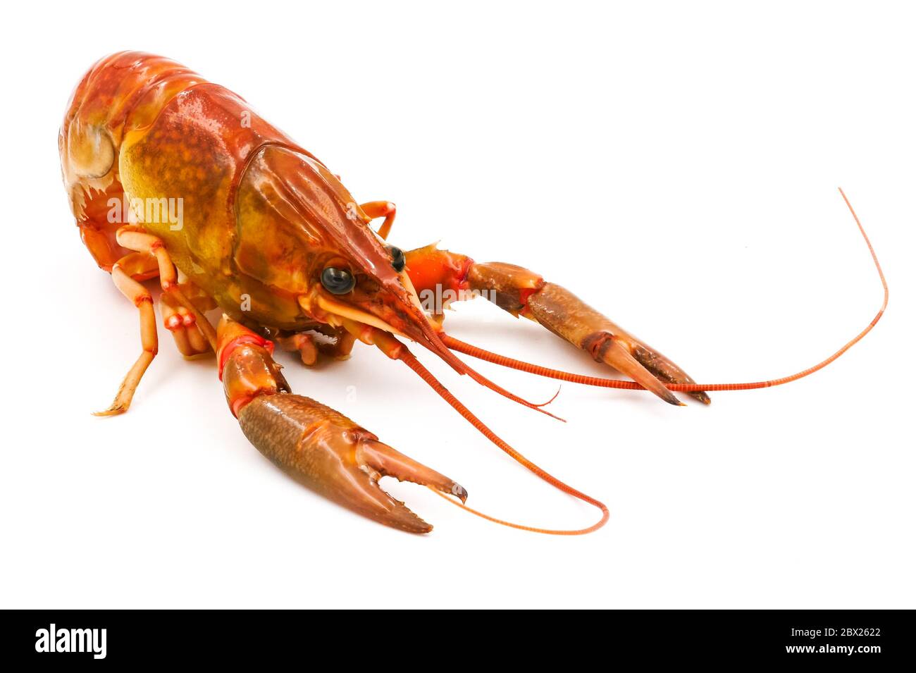 Australian freshwater crayfish hi-res stock photography and images - Alamy