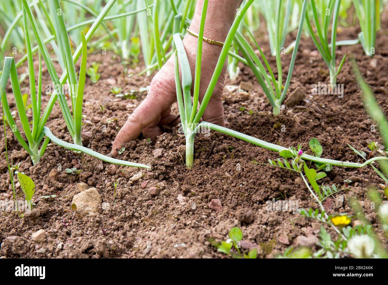 Farmer hoeing earth in hi-res stock photography and images - Alamy
