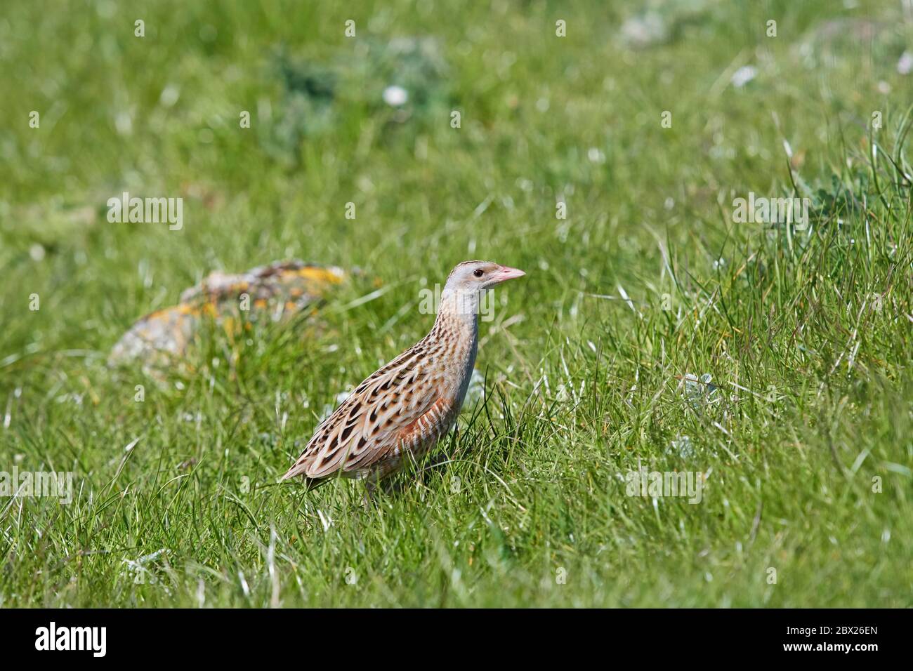 Scottish corncrake hi-res stock photography and images - Alamy