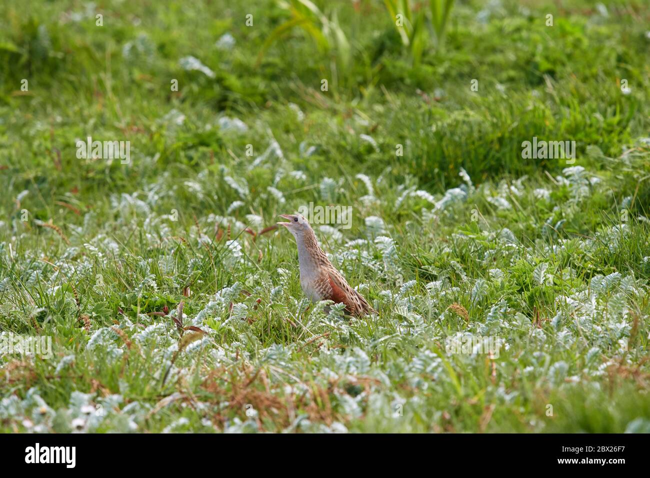 Scottish corncrake hi-res stock photography and images - Alamy
