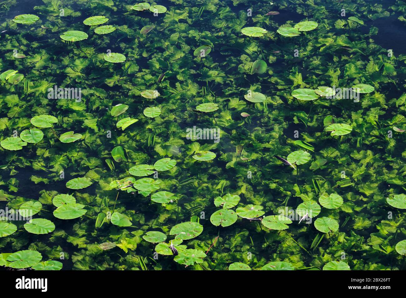 Submerged aquatic plants hi-res stock photography and images - Alamy