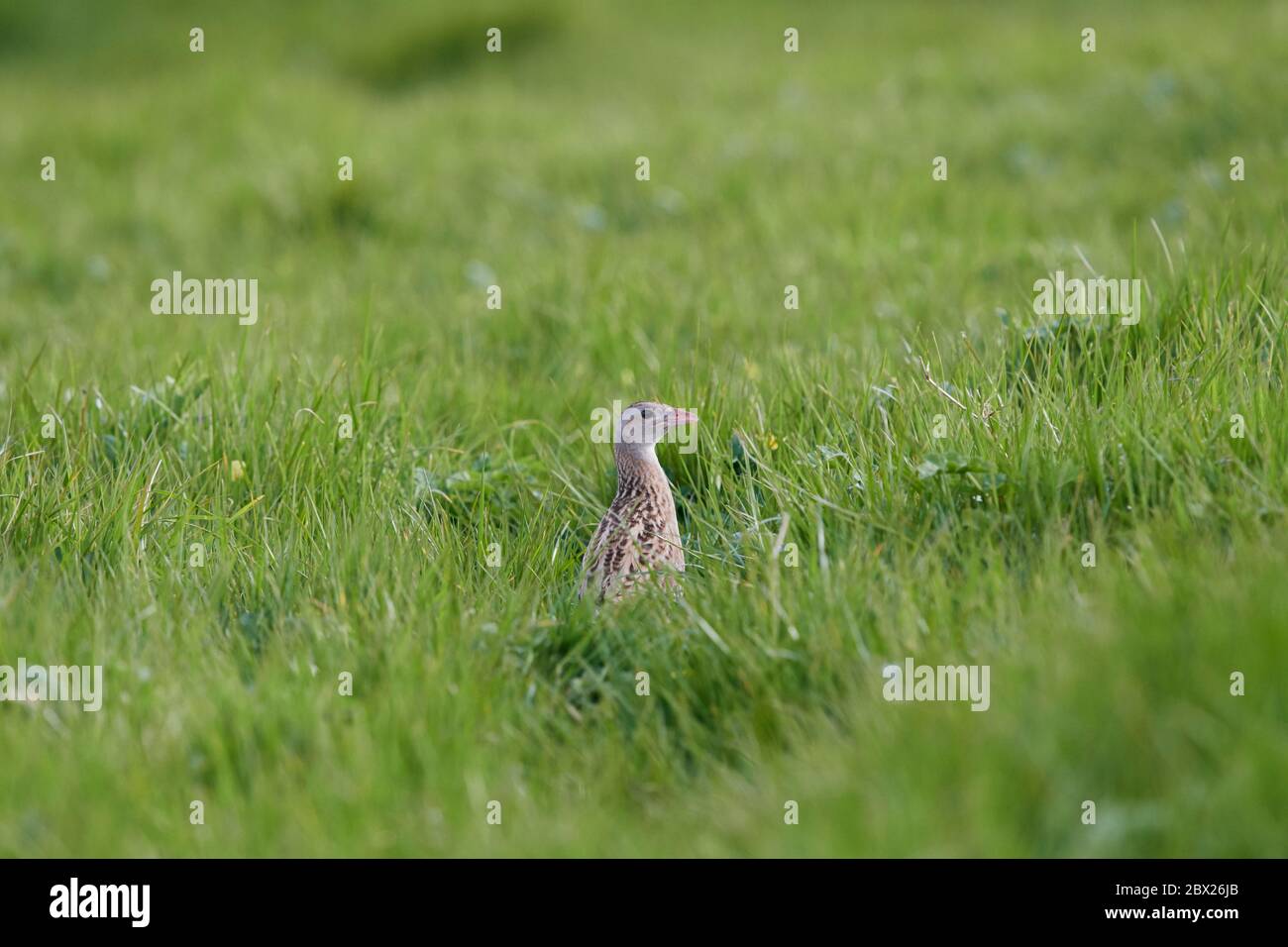 Scottish corncrake hi-res stock photography and images - Alamy