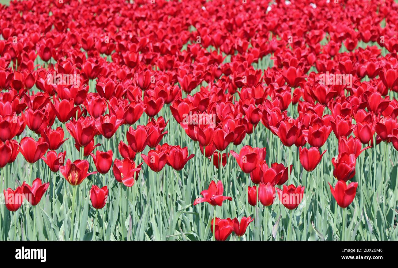 Russian tulips hi-res stock photography and images - Alamy