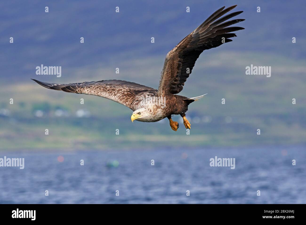 White tailed eagle uk summer hi-res stock photography and images - Alamy