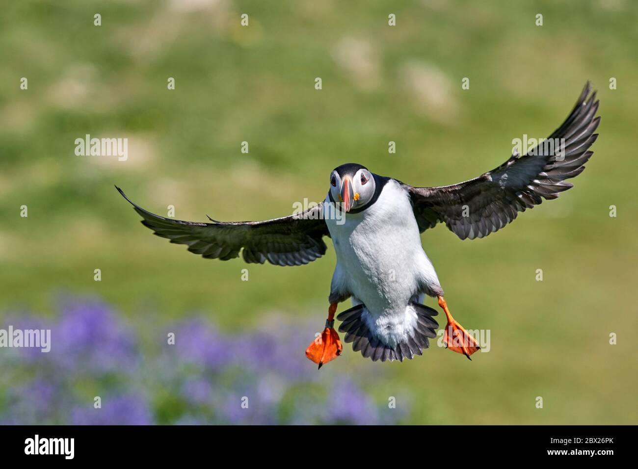 Puffin wings open hi-res stock photography and images - Alamy