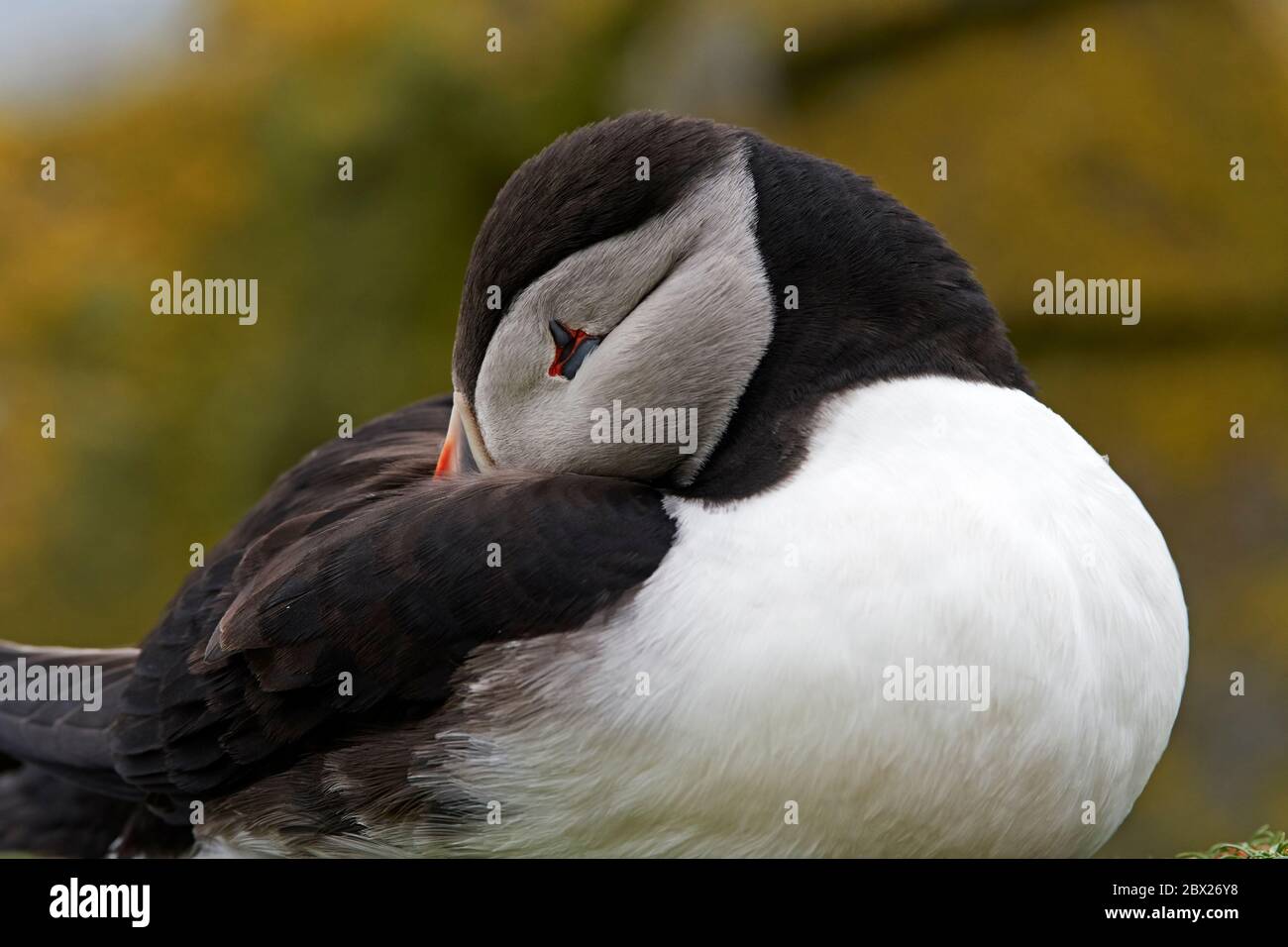 Puffin sleeping hi-res stock photography and images - Alamy