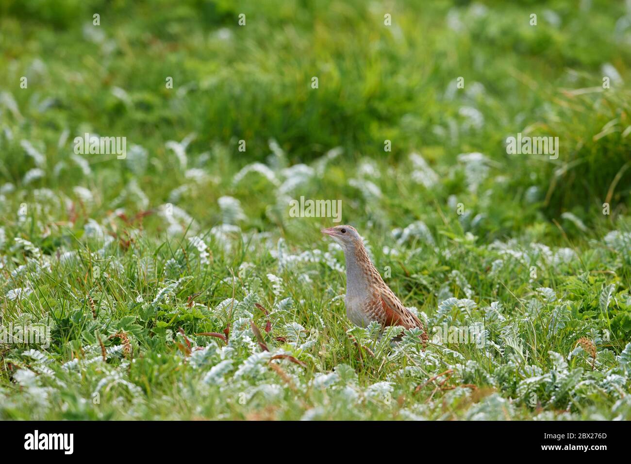 Scottish corncrake hi-res stock photography and images - Alamy